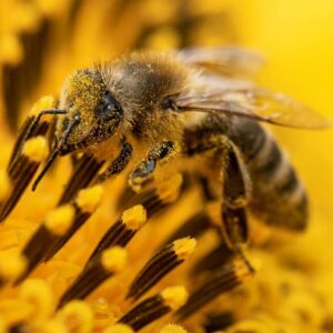 Fobia a las abejas como se llama | Actualizado octubre 2025